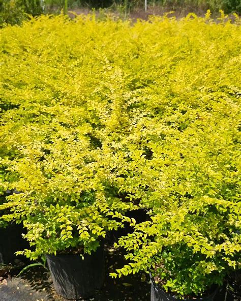 Plant Faqs Sunshine Ligustrum