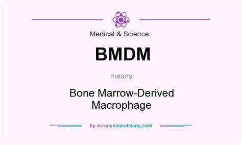 Bmdm Bone Marrow Derived Macrophage In Medical And Science By