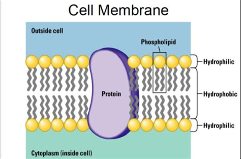 Bio 120 Unit 2 Exam Flashcards Quizlet