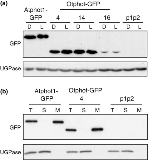 Expression And Subcellular Localization Of Ostreococcus Tauri Download Scientific Diagram