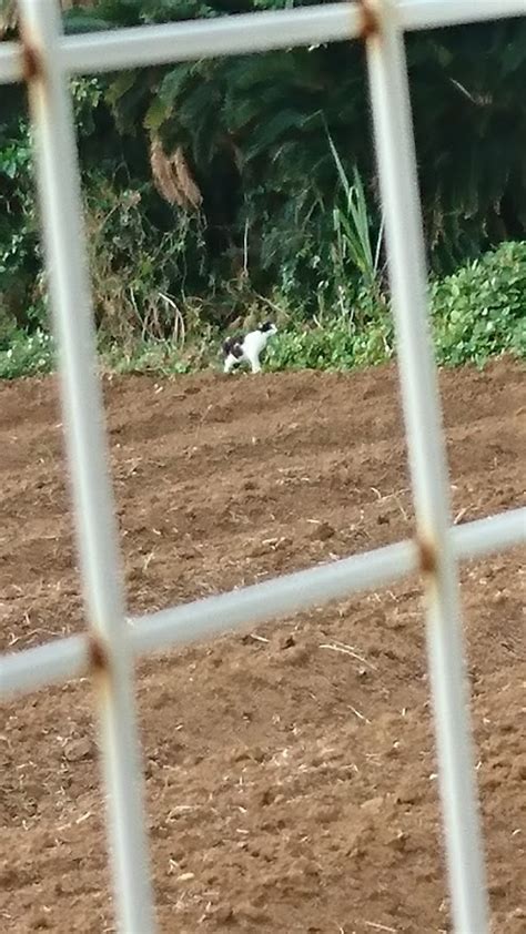 猫ちゃー のお友かも おひとりさまライフ 保護猫ちゃんと一緒