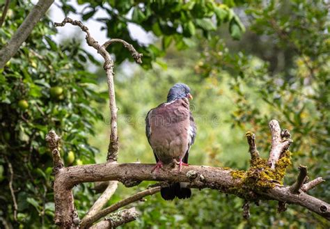 Pigeon Perched On Mossy Branch In Forest Stock Image Image Of Foliage Garden 345661345 Pigeon Perched On Mossy Branch In Forest Stock Image Image Of Foliage Garden 345661345