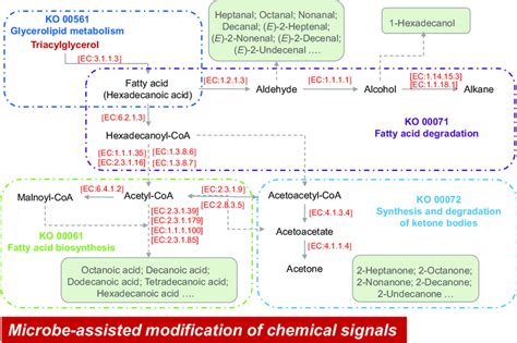 Reconstruction Of The Microbe Mediated Metabolic Pathway For Chemical Download Scientific