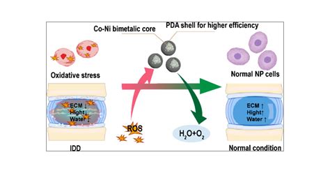 Coreshell Structured Nanozyme With Pda Mediated Enhanced Antioxidant