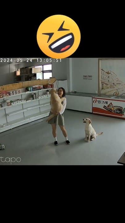 두마리 키우면 흔히 생기는 일 한마리만 안아주면 아기리트리버 개육아 래브라도리트리버 반려견 골든리트리버 질투폭발 엄마내꺼 Youtube