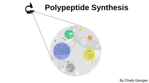 Polypeptide Synthesis By Chady Georges On Prezi