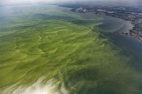 Eutrophication In Ecology Definition Causes And Examples