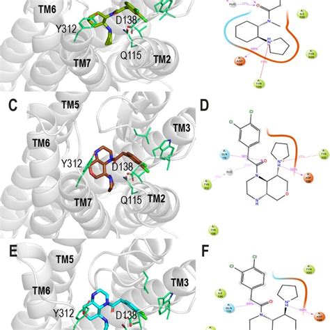 Docking Model And Receptor−ligand Interaction Frequency In Md
