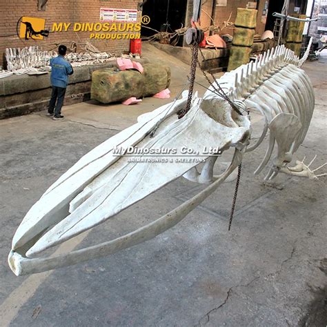 10m Humpback Whale Skeleton Skull Museum Replica Mydinosaurs
