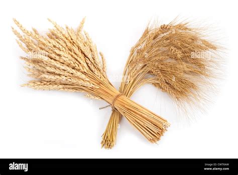 Sheaf Of Grain Meaning At Hunter Wang Blog