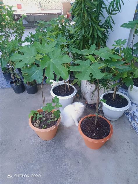 លាបលក់កូនឈើ លាបលក់កូនឈើ Added A New Photo