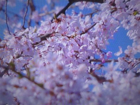 花の色は移りにけりな 剣持雅舟のブログ