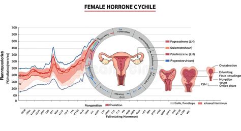 Diagram Illustrating The Female Hormone Cycle A Graph Depicts The
