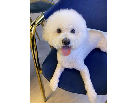 강남 2022 0075 비숑프리제 미미 책임분양 미니비숑분양 그레이하운드분양가 코리안쇼트헤어 터키시앙고라 귀여운강아지 광주