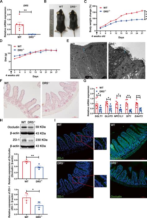 肠道上皮更新稳态期间肠道干细胞活性需要死亡受体 5cell Death And Disease X Mol