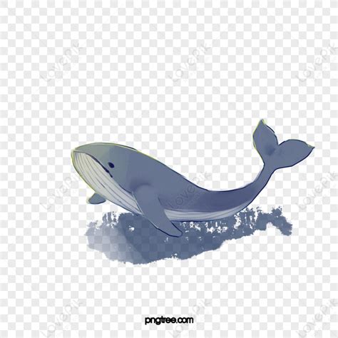 손으로 그린 스타일 해양 생물 고래 일러스트 바다생물 수채화 Png 일러스트 무료 다운로드 Lovepik