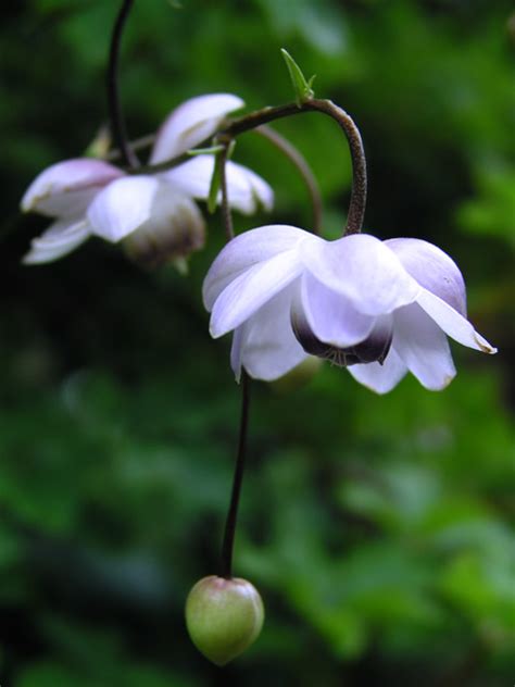 レンゲショウマ蓮華升麻の花