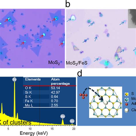 Growth Evolution Of Heterostructure A Om Image Of Mos2 Nanoflakes Download Scientific