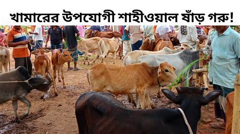 আজ ২৭মে২৩ জয়পুরহাট নতুনহাট থেকে খামার উপযোগী শাহীওয়াল জাতের ষাঁড়