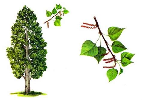 Деревья виды и названия фото и названия с описанями и видами — ЭНКИСТРОЙ Строительство