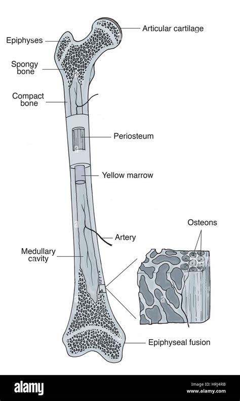 Medullary Cavity