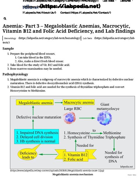Anemia Part 3 Megaloblastic Anemias Macrocytic Vitamin B12 And Folic Acid Deficiency And