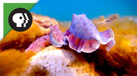 Cuttlefish Males Fool Rivals By Imitating Opposite Sex Youtube
