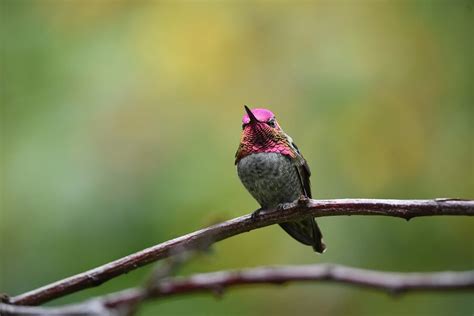 The 4 Hummingbirds In New York Small Beautiful Rare Birds