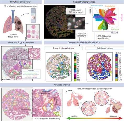 Spatial Transcriptomics Identifies Molecular Ni