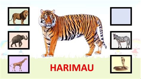 Mari Mengenal Haiwan Haiwan Di Rimba Youtube