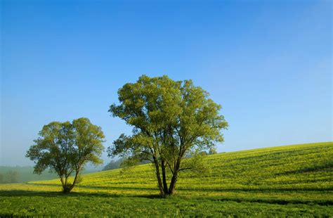 Download Trees On Grass Field Landscape Picture Wallpapers Com