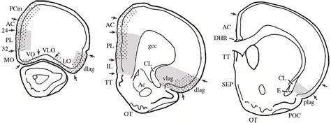 The Prefrontal Cortex A Serial Sections Through A Rat Brain Showing Download Scientific