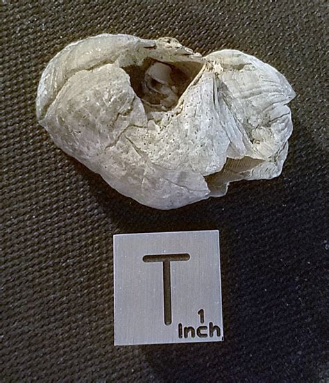 Concavus Concavus Crustaceans The Fossil Forum