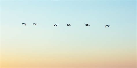 Migration And Belonging A Matter Of Sex By Beatriz Lima