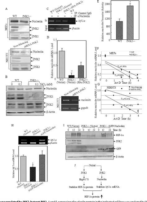 Figure 5 From The Requirement Of C Jun N Terminal Kinase 2 In Regulation Of Hypoxia Inducing