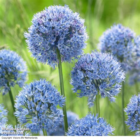 Buy Allium Caeruleum Organic Gardening Catalogue