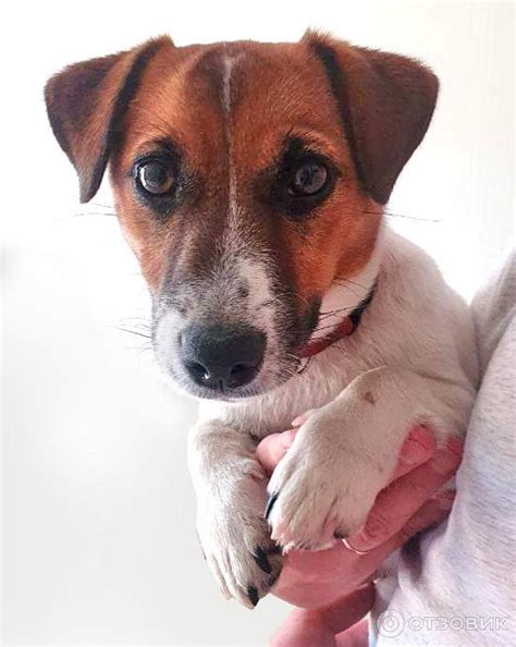 Отзыв о Порода собак Джек-Рассел-терьер | НЕ ЗАВОДИТЕ СОБАКУ!