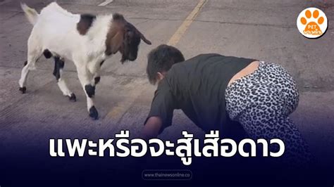 ตำนานใหม่ได้เกิดขึ้นแล้ว แพะหรือจะสู้เสือดาวแห่งธาตุนารายณ์