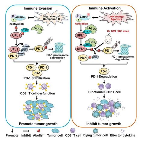 Cell子刊：国自然潜力股——类泛素化修饰（ufmylation）在癌症免疫治疗中的新机制 癌症 激酶 磷酸化 新浪新闻