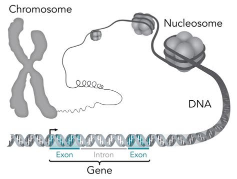 Difference Between Genetics And Epigenetics Definition Fields Role
