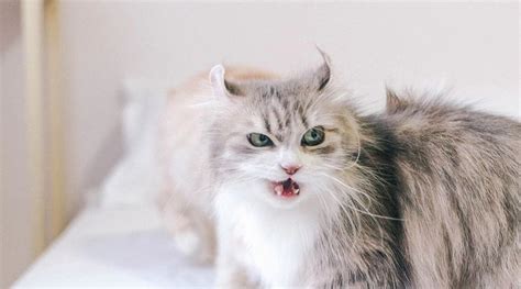 猫咪品种大全及图片 爱宠网