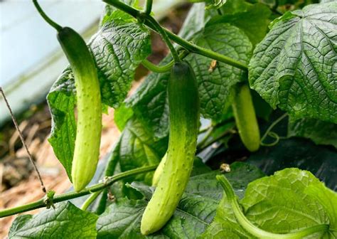 오이 재배방법 총정리