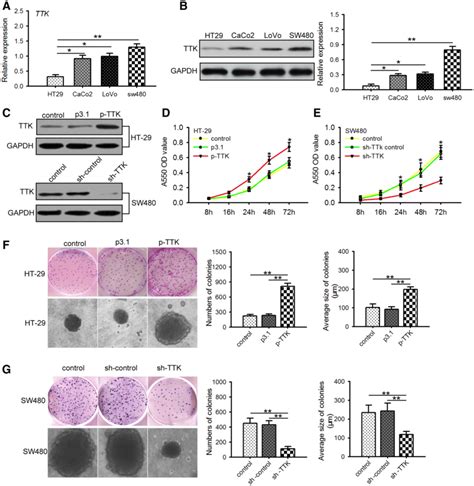 Ttk Expression Is Upregulated In Poor Differentiation Colon Cancer