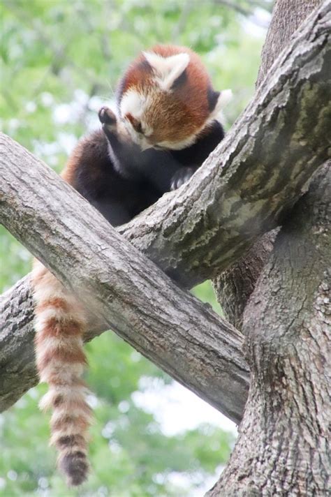 『平成最後のレッサーパンダ動物園はgwの埼玉こども動物自然公園（3）午後編：巣に戻るペンギンや夕方で元気なレッサーパンダ～帰宅拒否ナマケモノ