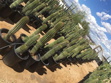 Check Out This Cactus Farm In Arizona And Have A Prickly Good Time
