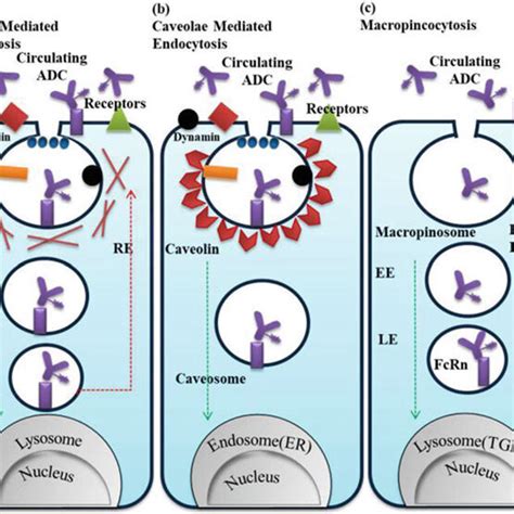 Pdf The Internalization And Intracellular Trafficking Of Adcs
