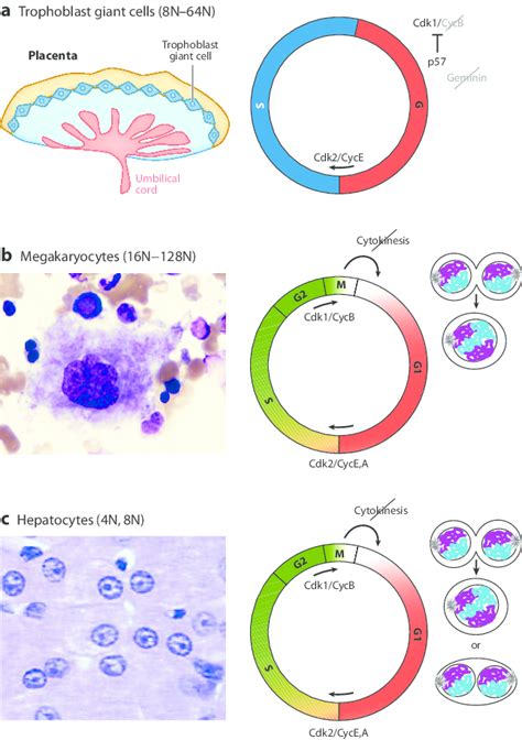 Examples Of Developmentally Programmed Polyploidization Three Download Scientific Diagram