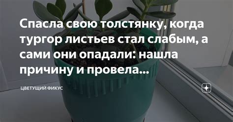 Спасла свою толстянку когда тургор листьев стал слабым а сами они опадали нашла причину и