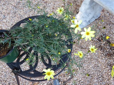 Coreopsis ‘moonbeam