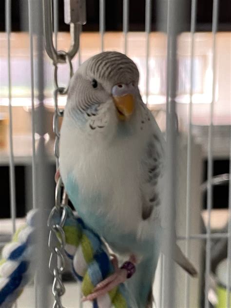 Can I Please Get Help With The Sex Of This Bird Rparrots